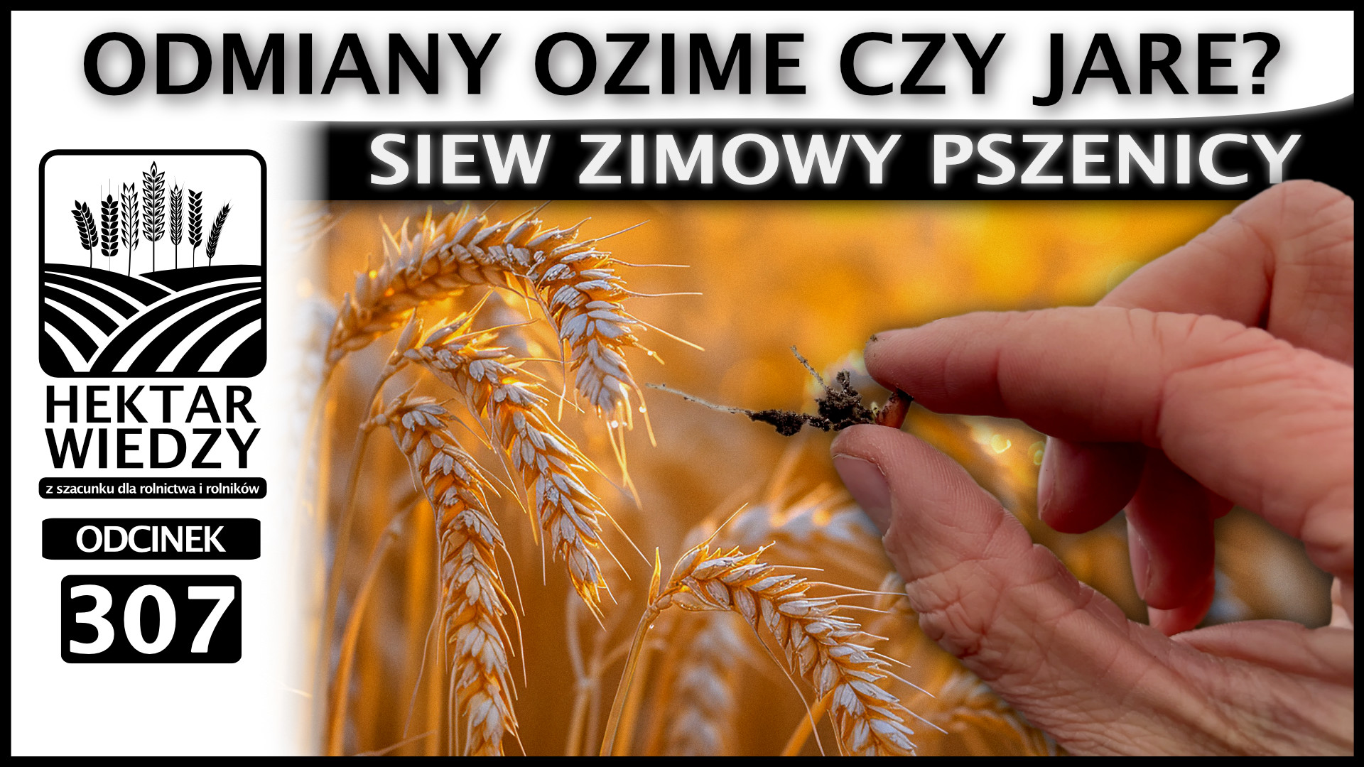 ODMIANY OZIME, CZY JARE? SIEW ZIMOWY PSZENICY. | ODCINEK 307